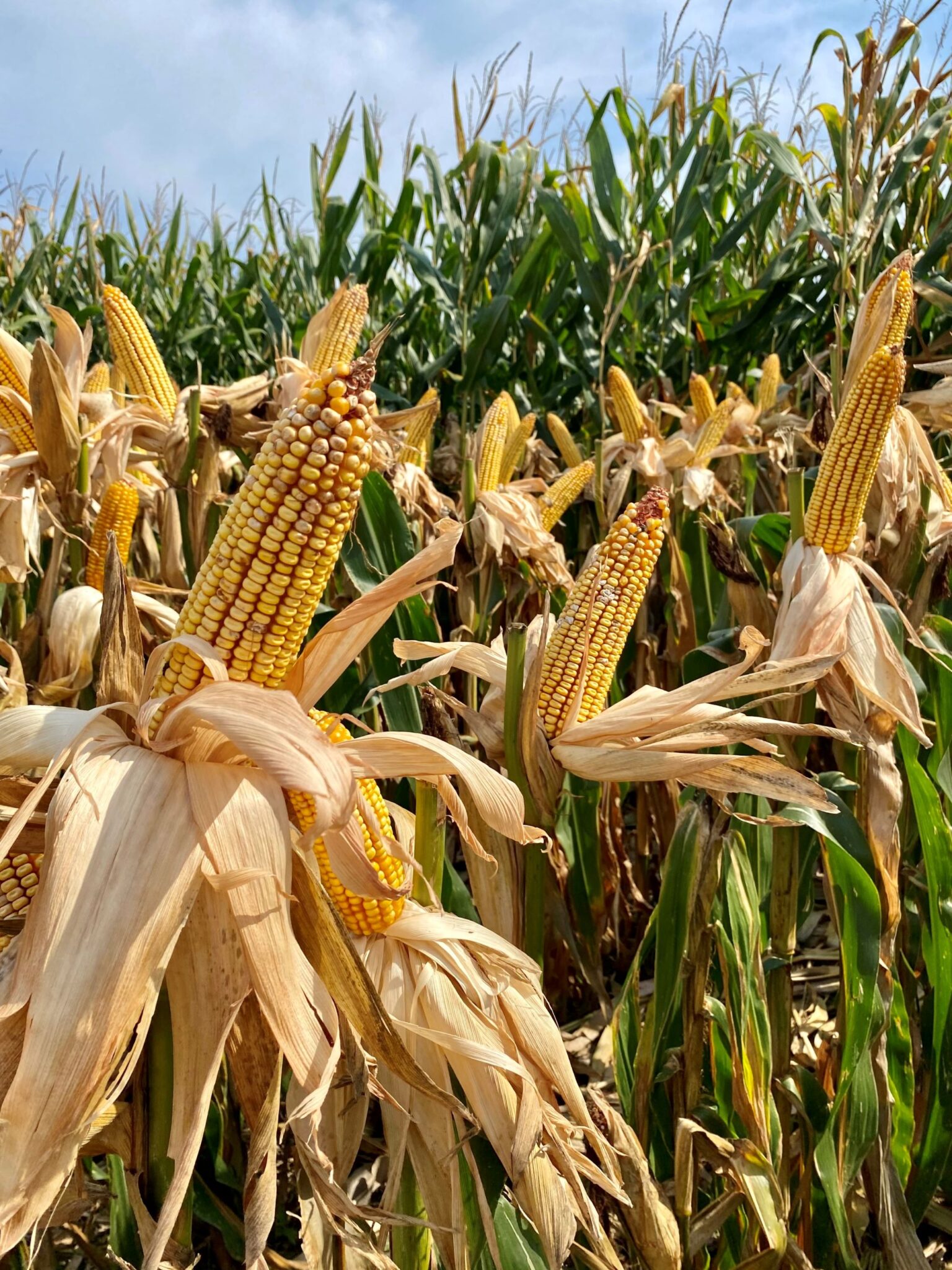 Road Less Traveled Leads to National Corn Champion & Farmer of the Year ...