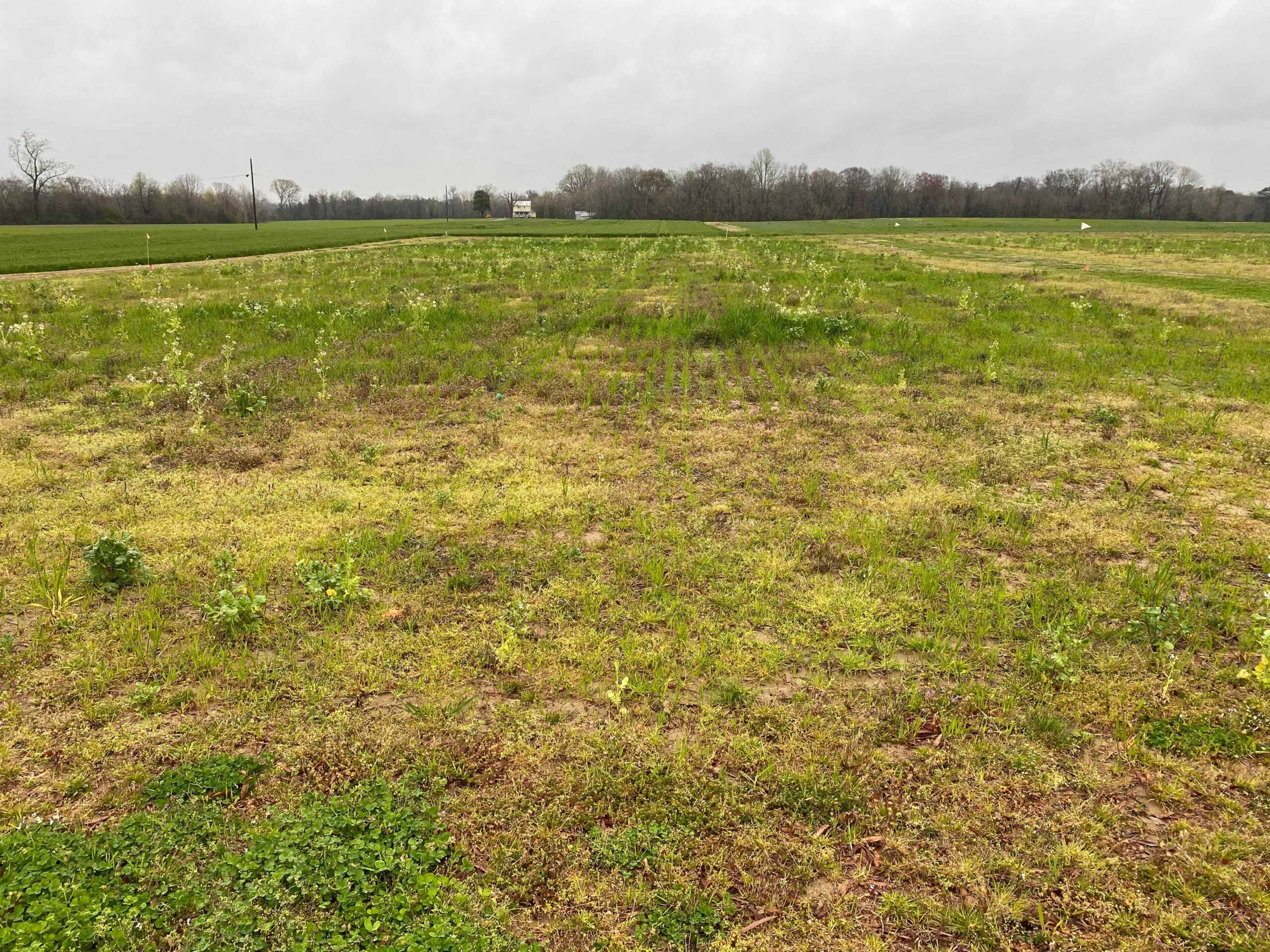 Research Update: Eastern Virginia AREC Biosolids Plot - Virginia ...